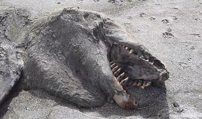 Video: Strange sea creature washes up on beach - Practical Fishkeeping
