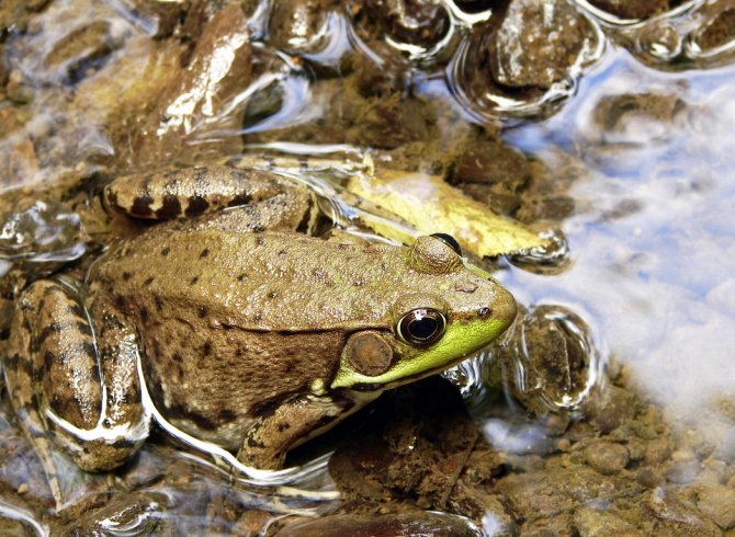 Frisky frogs spark police call-out - Practical Fishkeeping