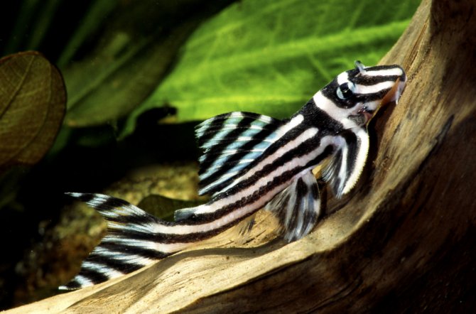 Breeding trio of Zebra plecs stolen - Practical Fishkeeping