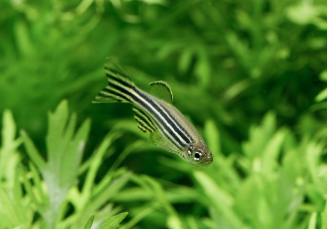 Time to rethink anaesthetics? - Practical Fishkeeping