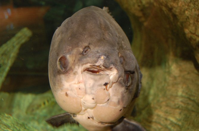 Looks aren't everything, as Igor proves! - Practical Fishkeeping