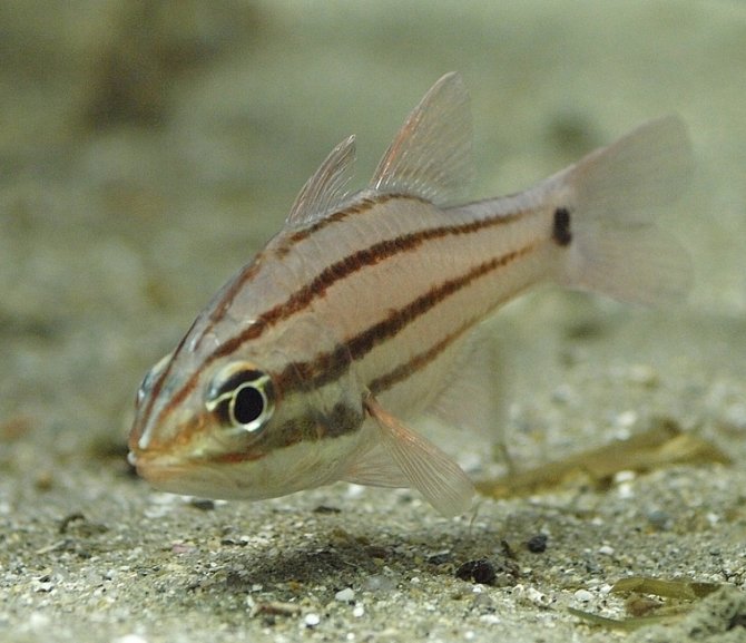 Baby reef fish 'steer by the sun' - Practical Fishkeeping