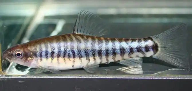 Champion fish at British Aquarist Festival - Practical Fishkeeping