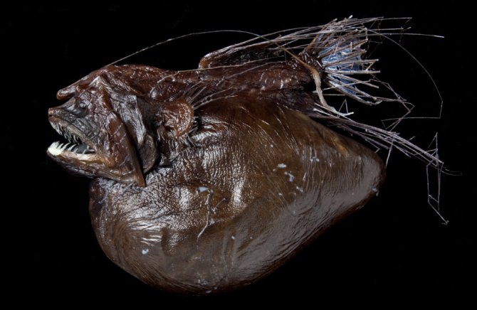 3D scans reveal anglerfish's last meal - Practical Fishkeeping