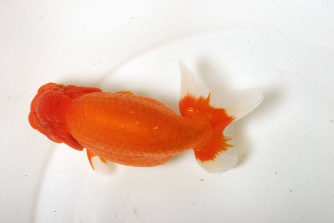 Win Japanese ranchu from Star Fisheries - Practical Fishkeeping