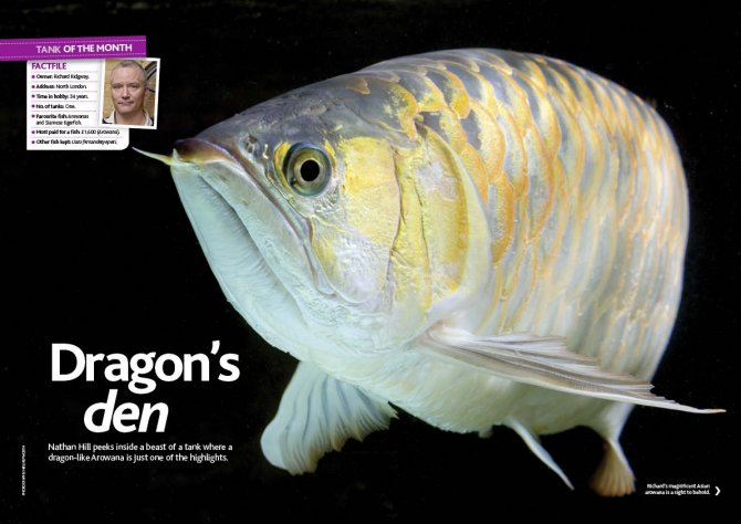 Get your aquarium featured in Practical Fishkeeping! - Practical ...