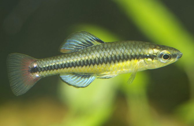 Fish use colour-coded fins to send messages - Practical Fishkeeping