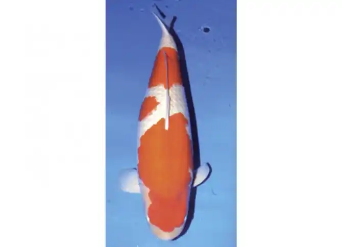 All Japan Grand Champion Koi 2015 - Practical Fishkeeping