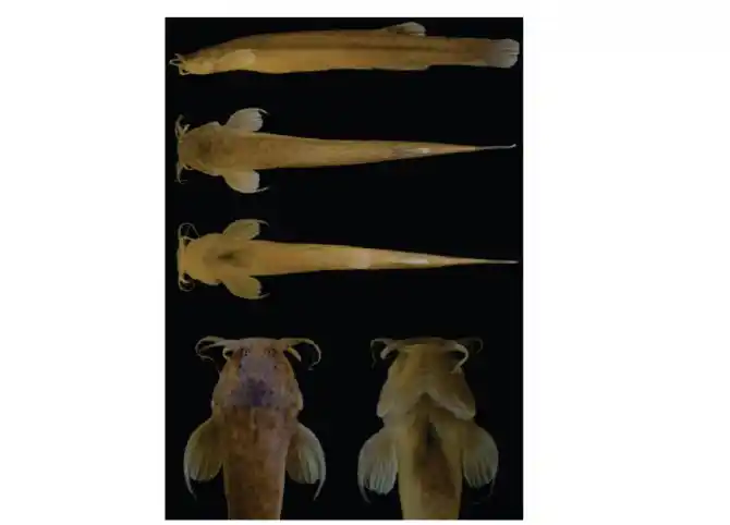 New species of cave-dwelling catfish discovered - Practical Fishkeeping