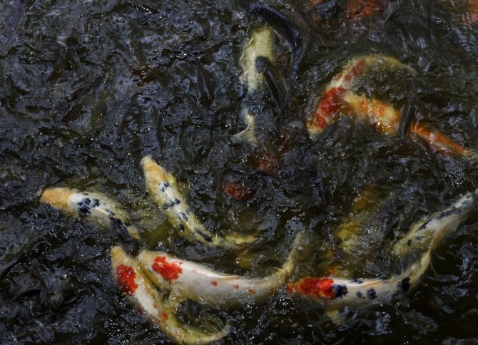 Koi caught from aquatic centre lake - and eaten! - Practical Fishkeeping