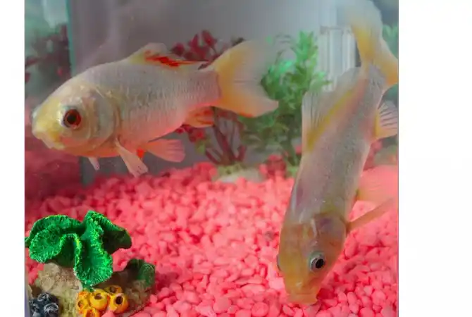 Are these the oldest goldfish in the world? - Practical Fishkeeping