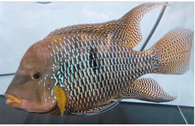 A true festival of fish! - Practical Fishkeeping