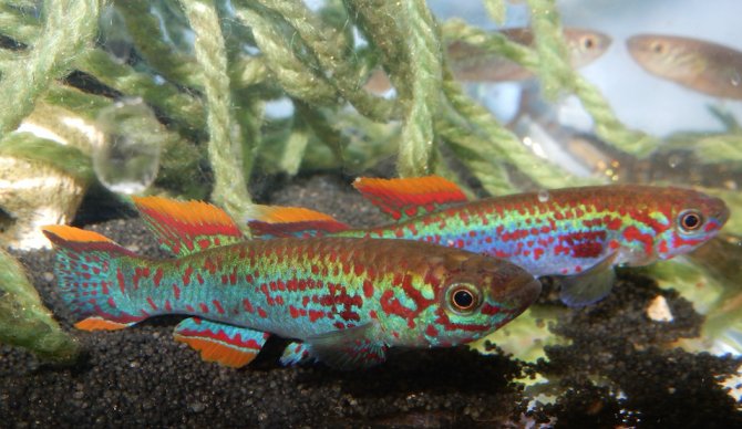 50 years of the British Killifish Association! - Practical Fishkeeping