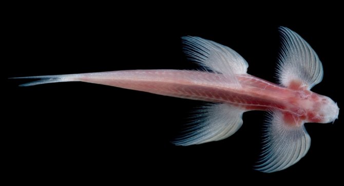 New fish walks on land using its fins like legs! - Practical Fishkeeping