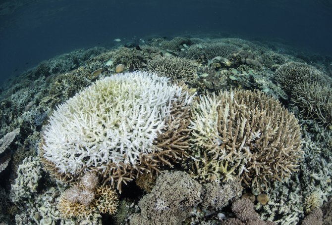 Promiscuous corals may survive bleaching - Practical Fishkeeping