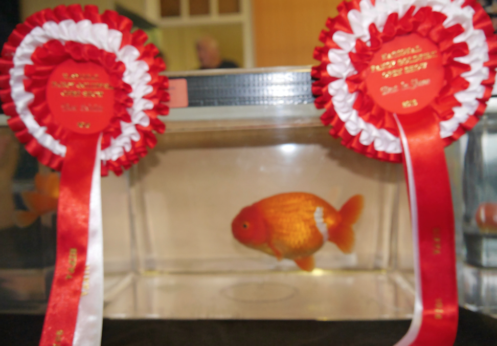 Ranchu takes top awards at Goldfish Show - Practical Fishkeeping
