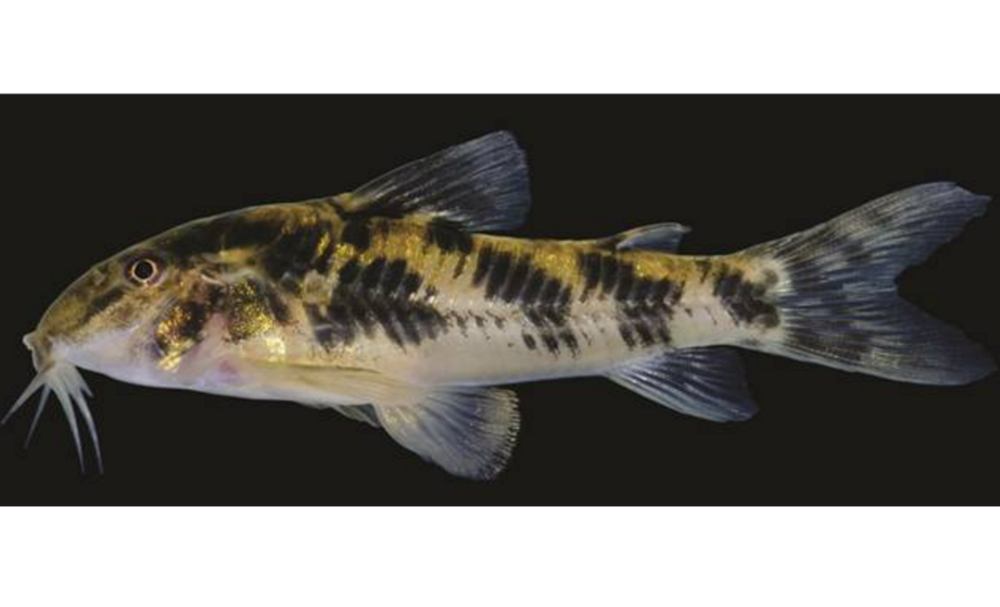 New species of Aspidoras catfish described - Practical Fishkeeping