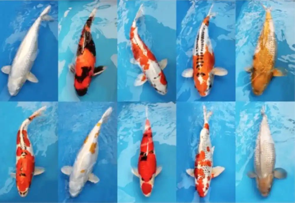 Have you seen these fish? Koi stolen from Surrey store - Practical ...
