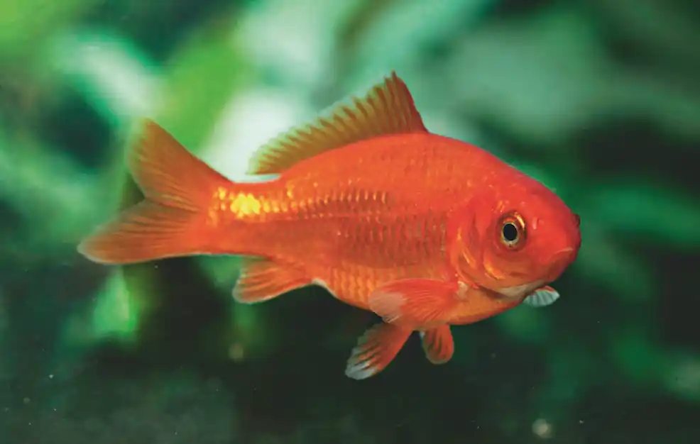 Man told to remove alien goldfish from canal - Practical Fishkeeping
