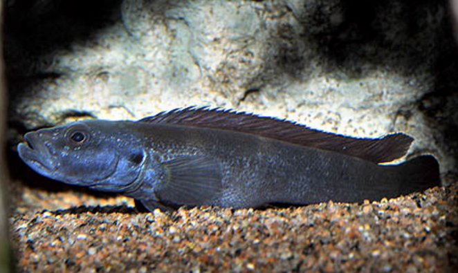 Intense river rapids lead to new species - Practical Fishkeeping