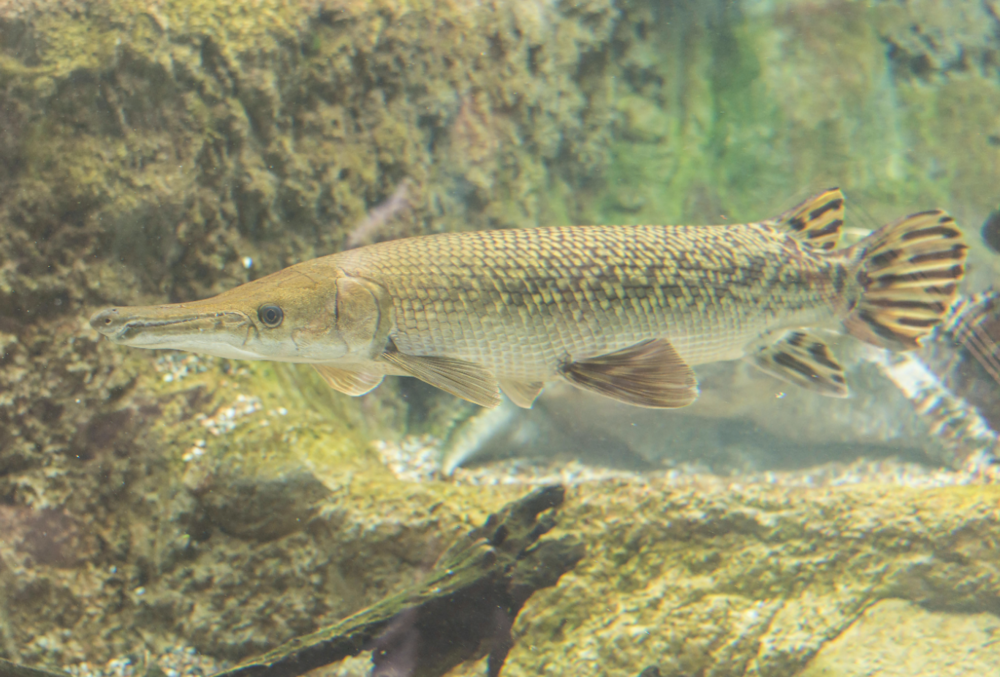 Fighting an invasive species with a monster of a fish - Practical ...