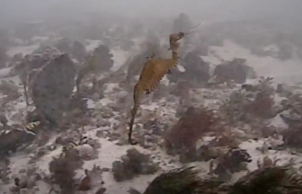 Video: First ever footage of Ruby red seadragon in the wild ...