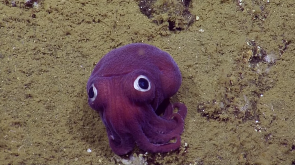 Meet one of the ocean’s most adorable animals! - Practical Fishkeeping