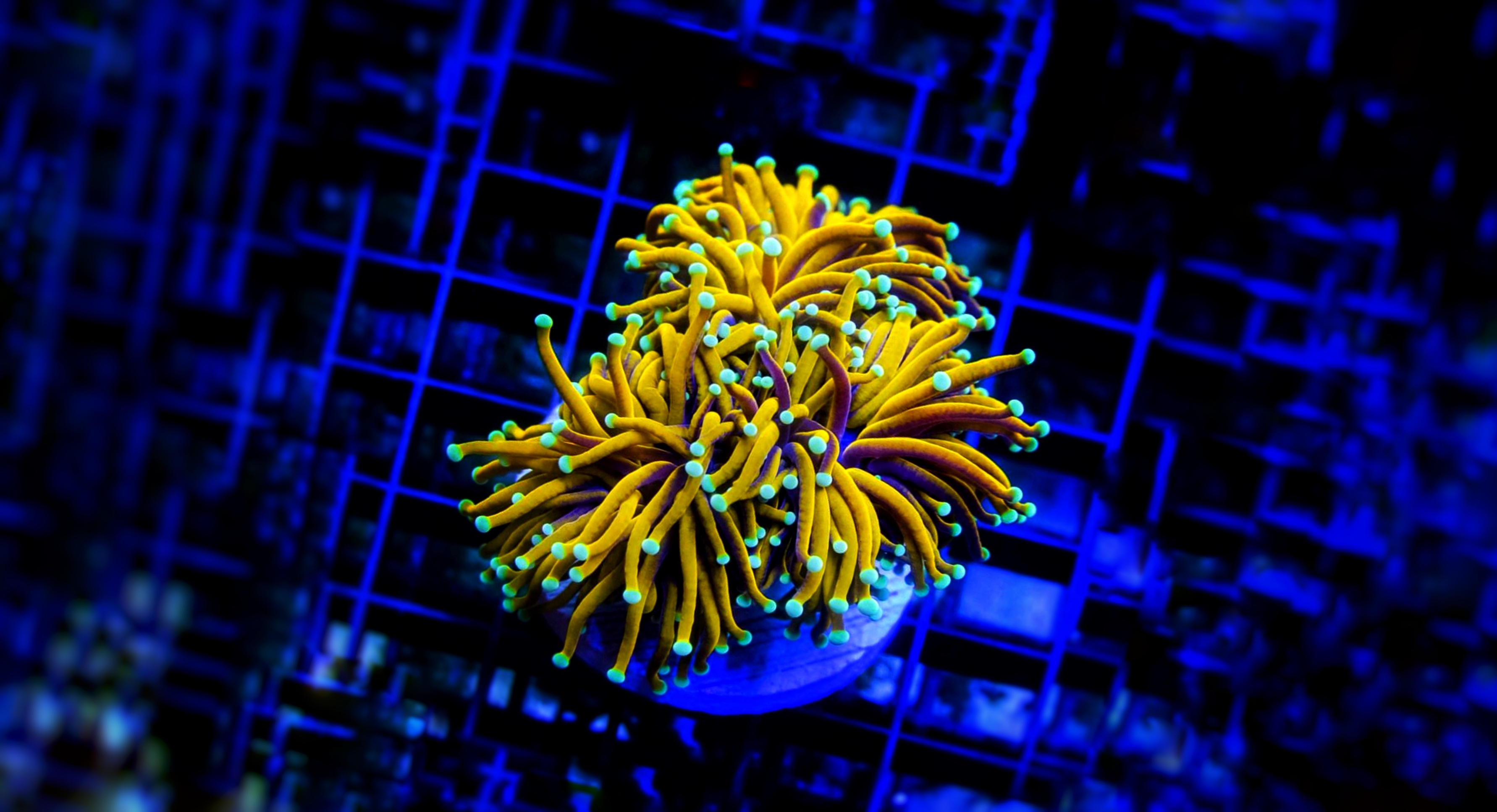 Weird fish of the week: Tripod fish - Practical Fishkeeping