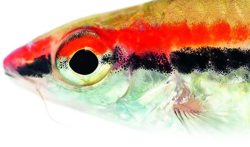 Launching the SOS - Practical Fishkeeping