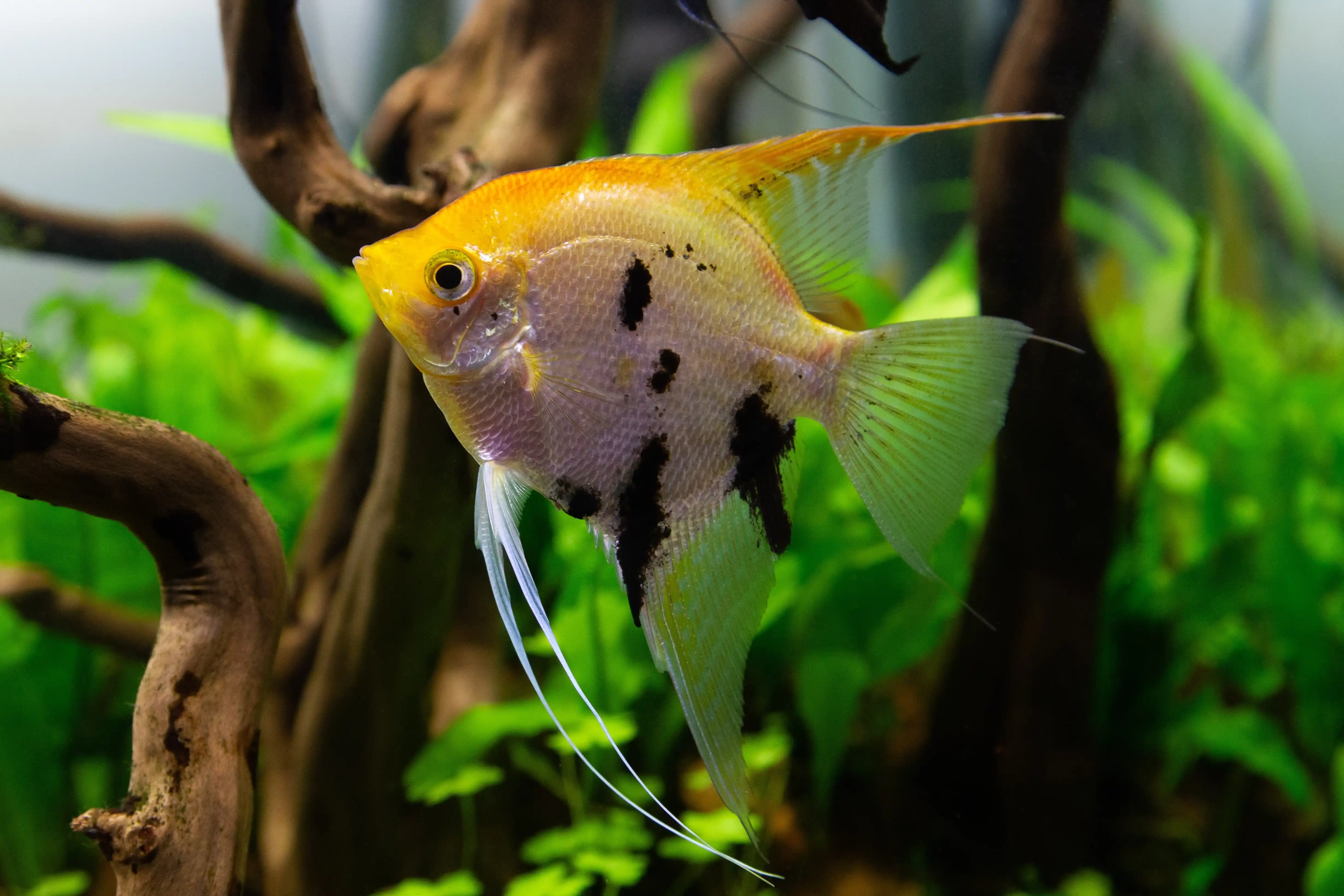 Angelfish Fact Files- How to care for each species - Practical Fishkeeping