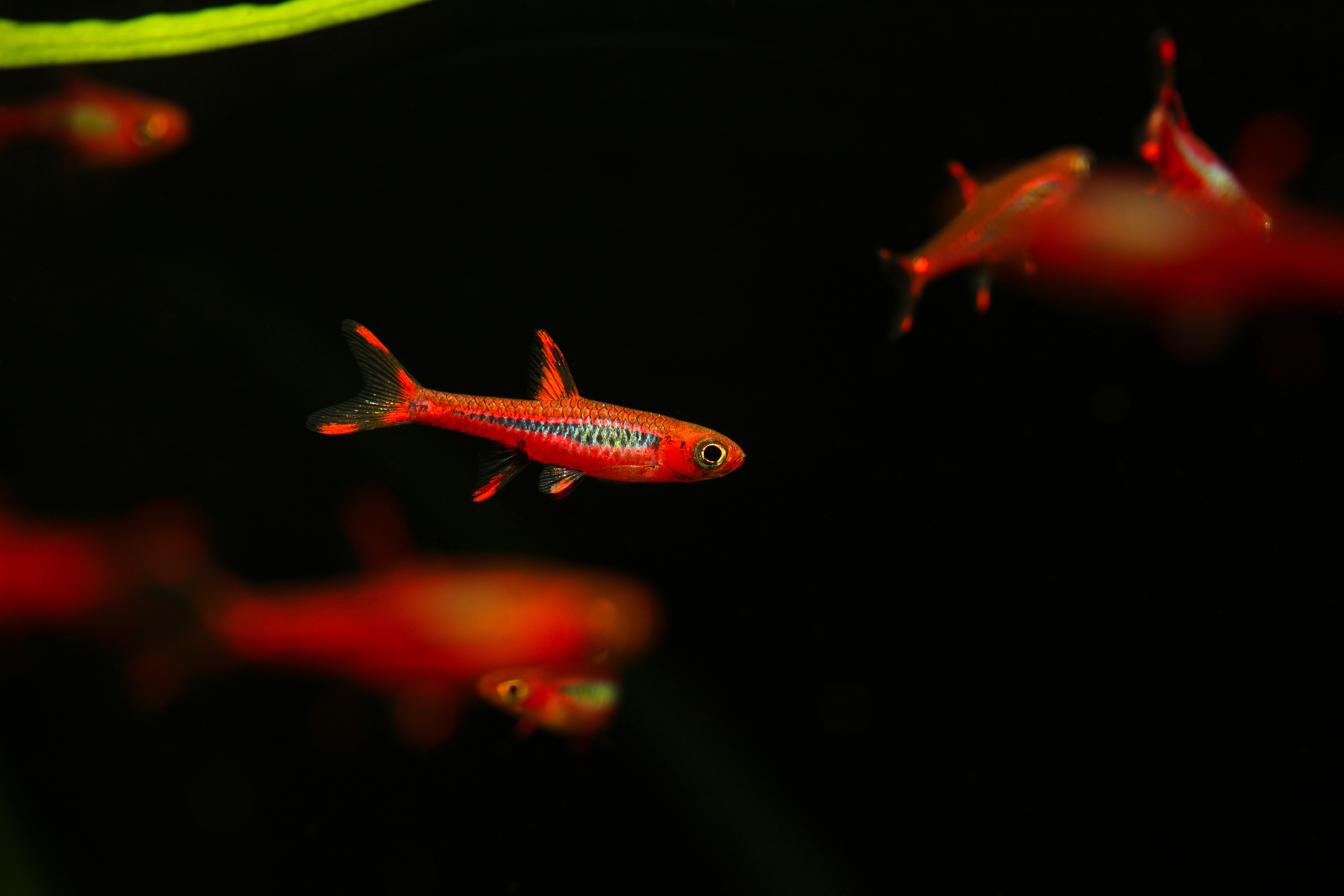 Top 10 small fish for nano aquariums - Practical Fishkeeping