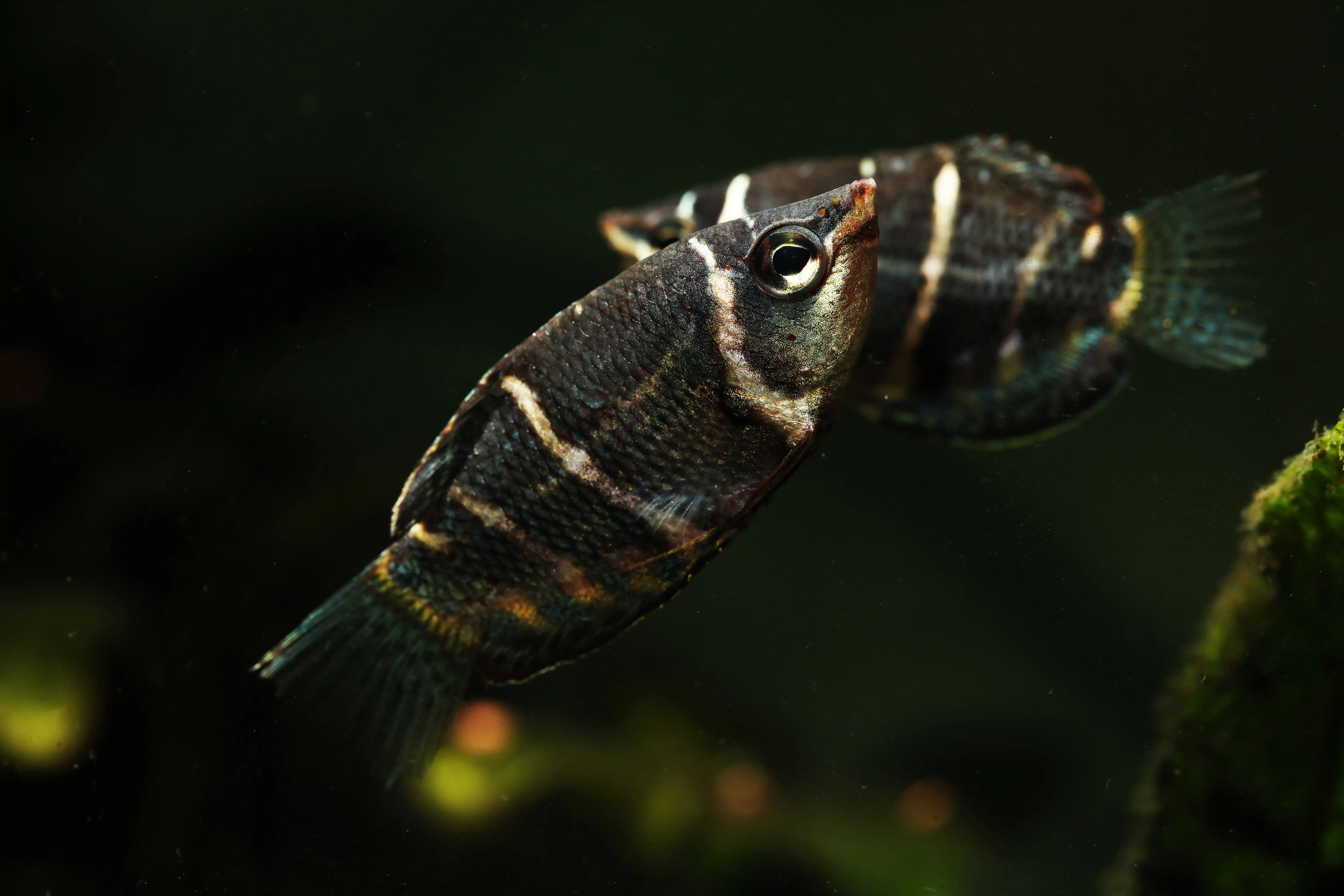 Chocolate gouramis explained: Sphaerichthys care guide - Practical ...