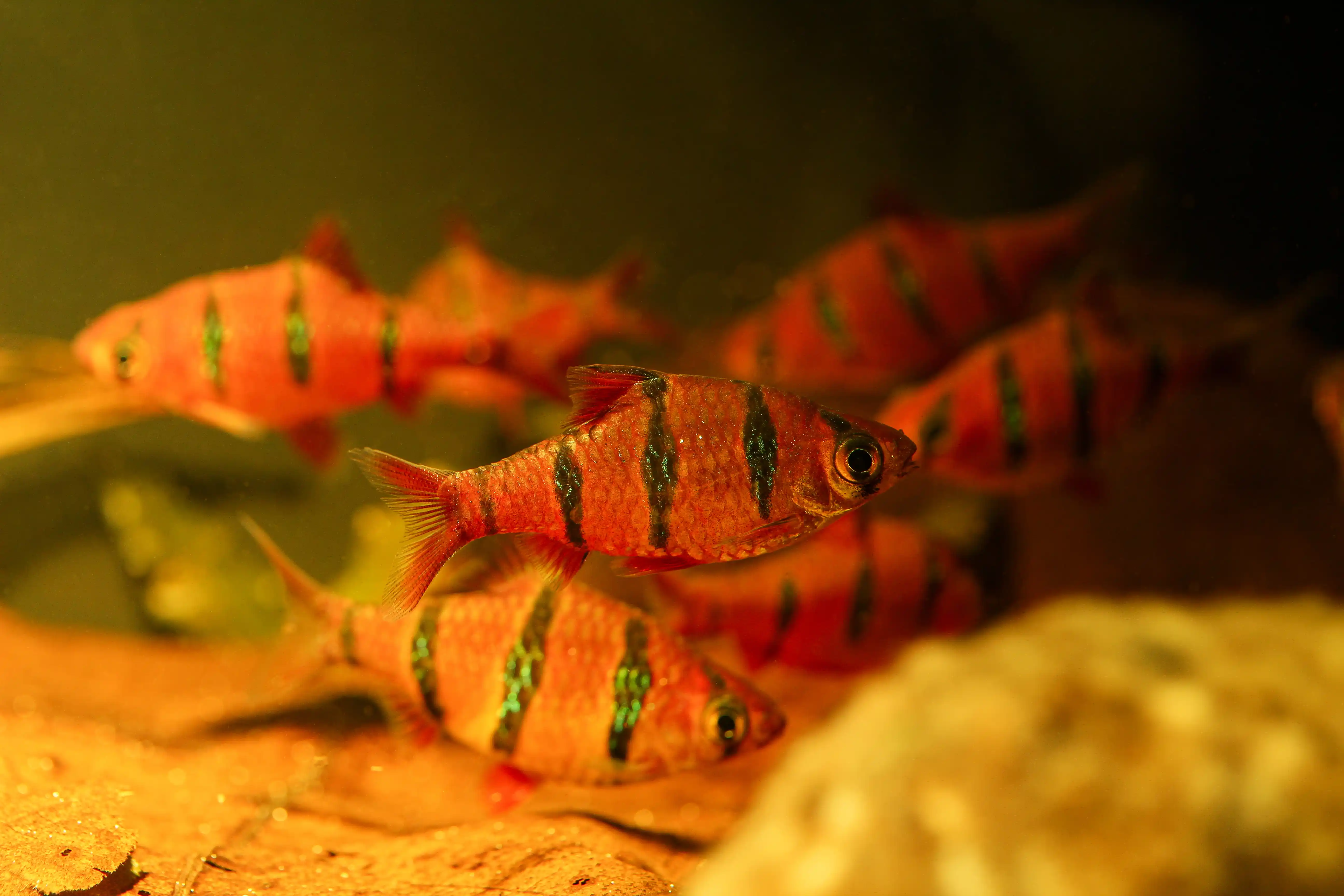 How do I keep 'pentazona' or 'five banded' barbs? - Practical Fishkeeping