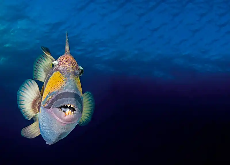 Triggered - Practical Fishkeeping