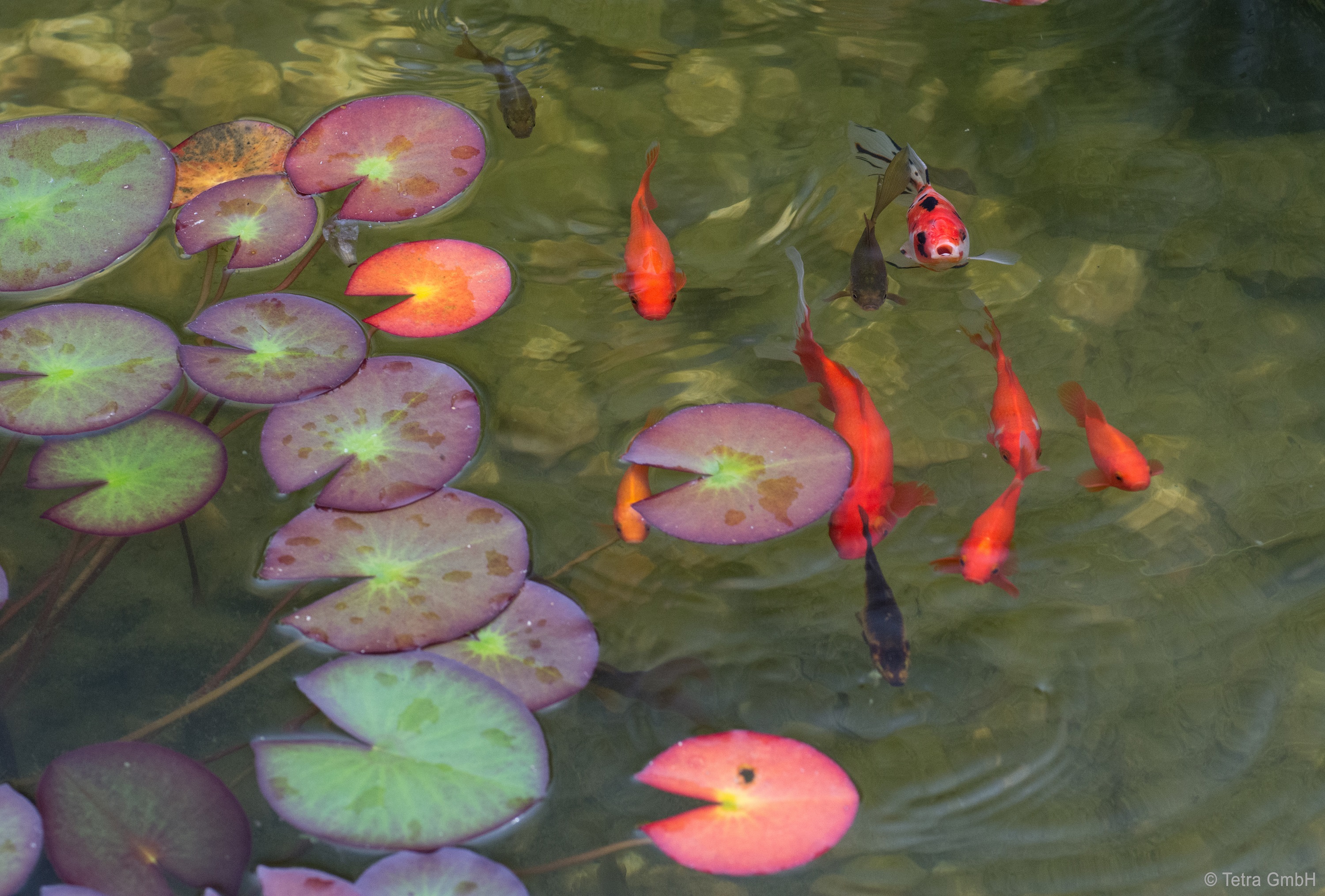 Supporting your fish and pond throughout the winter - Practical Fishkeeping