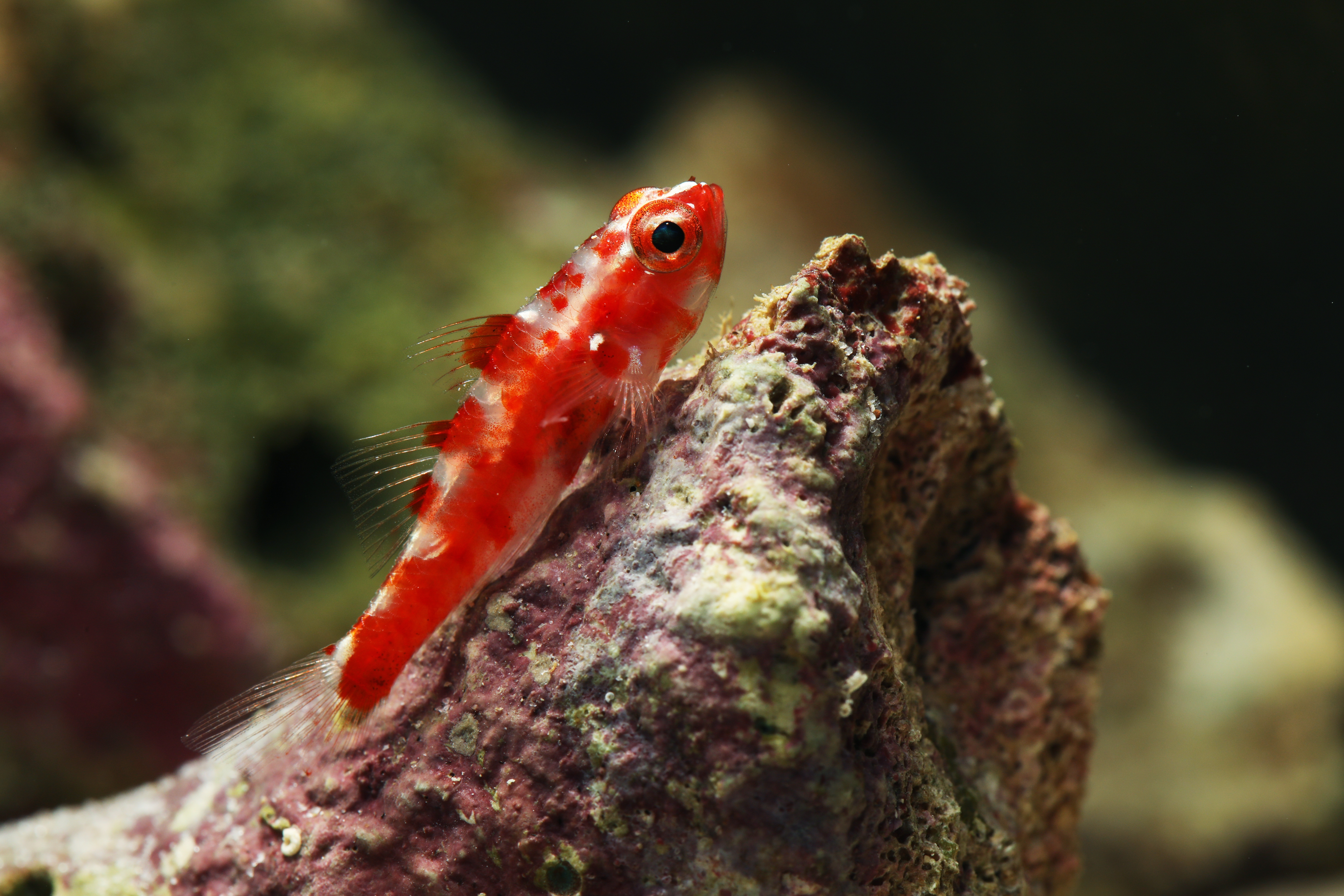 Weird fish of the week: Tripod fish - Practical Fishkeeping