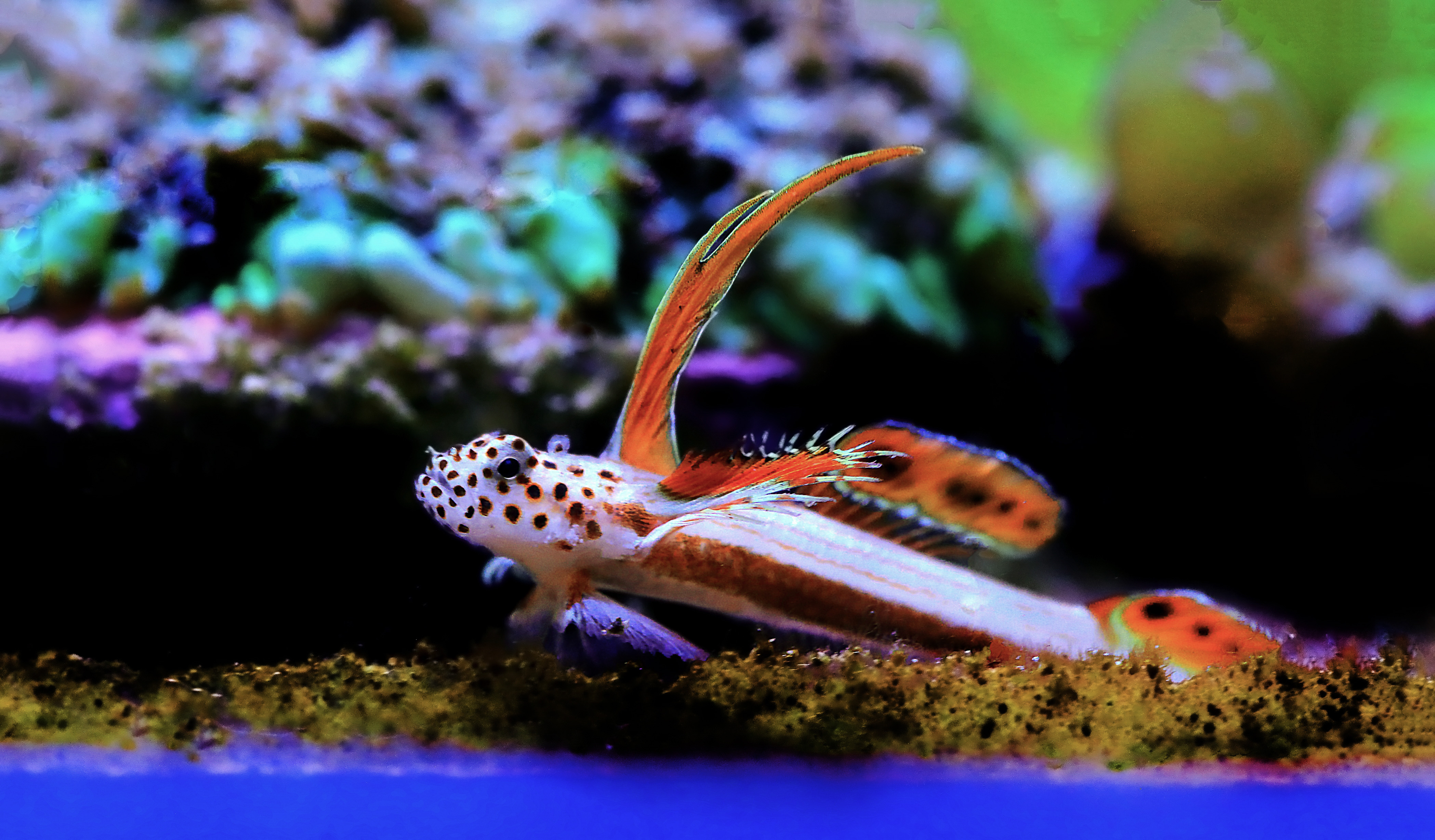 The coolest nano fish - flaming prawn goby - Practical Fishkeeping