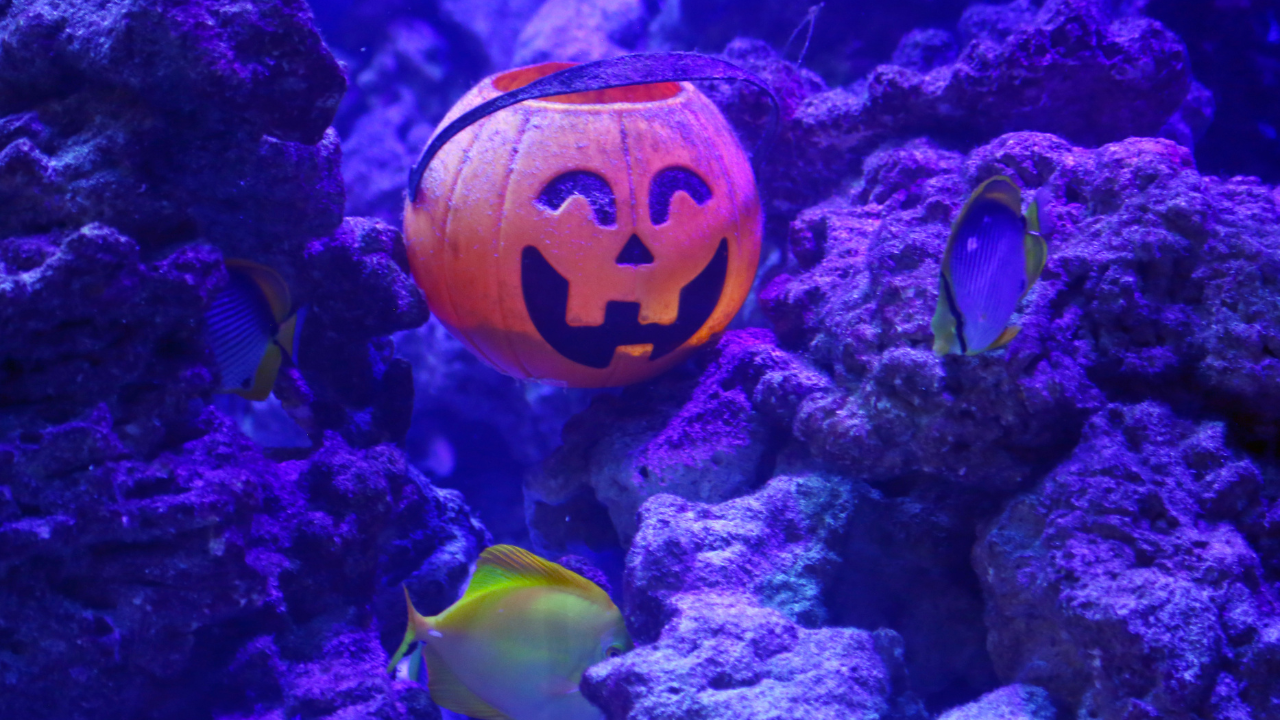 5 Spooky Aquarium Inhabitants and How To Keep Them - Practical Fishkeeping