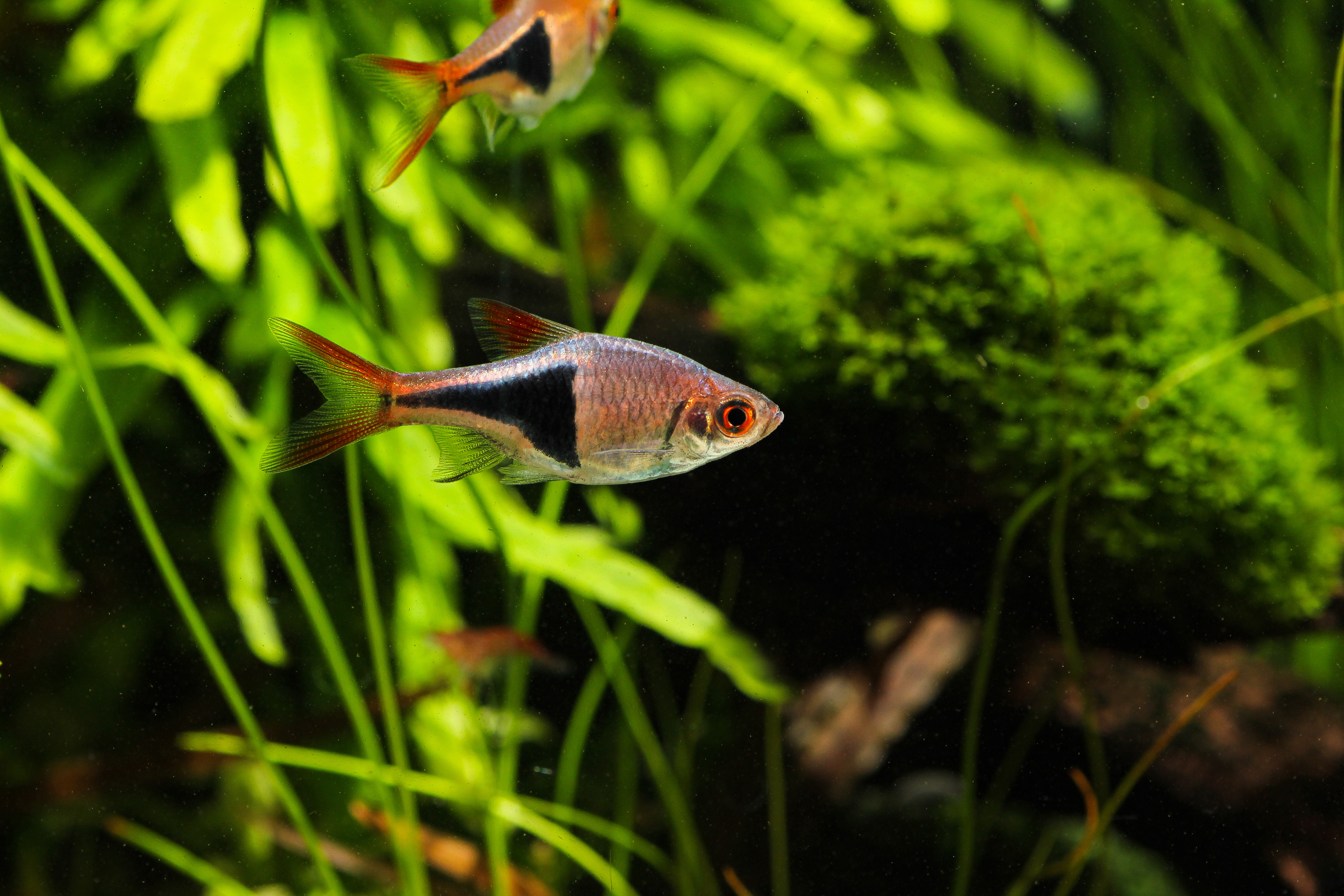 Do fish have a three second memory? - Practical Fishkeeping