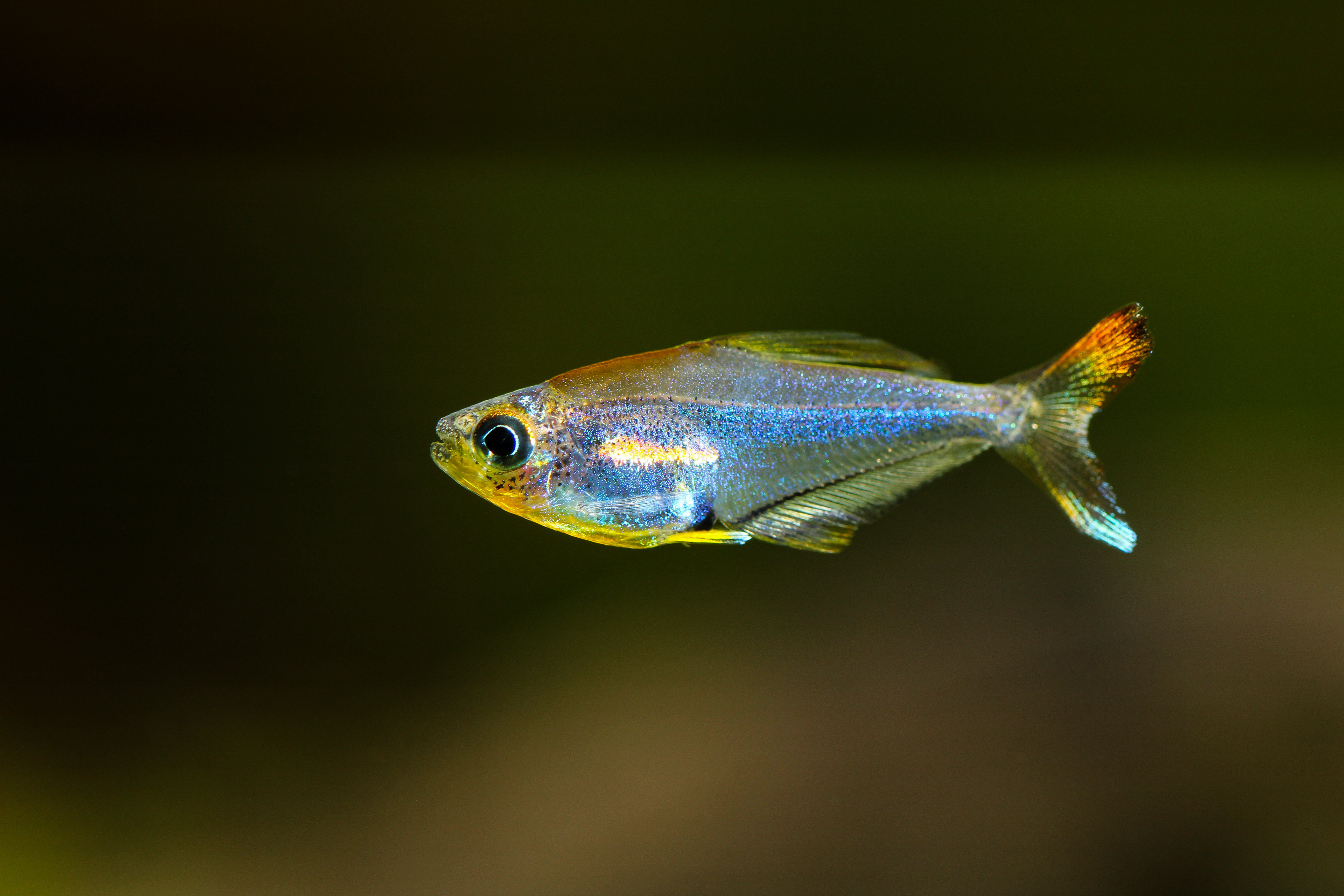 What's so special about the Amazon molly? - Practical Fishkeeping