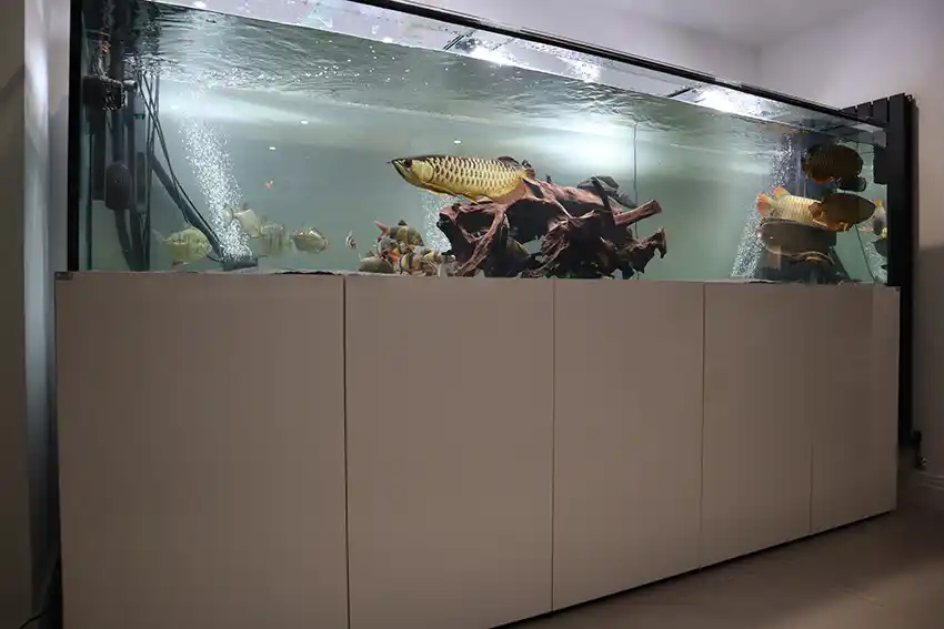 Mick's (Big) Fish - Practical Fishkeeping