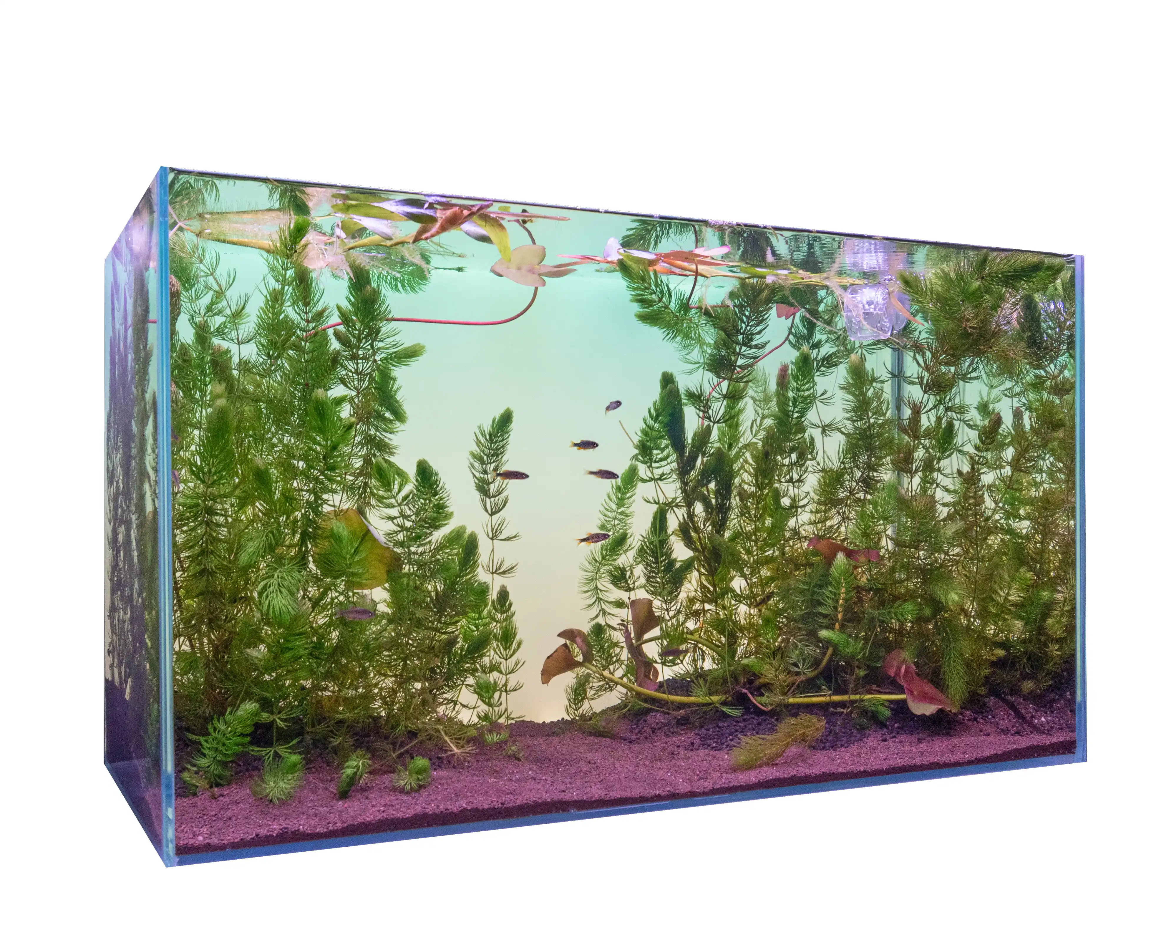 Simple biotope aquarium ideas for beginners - Practical Fishkeeping