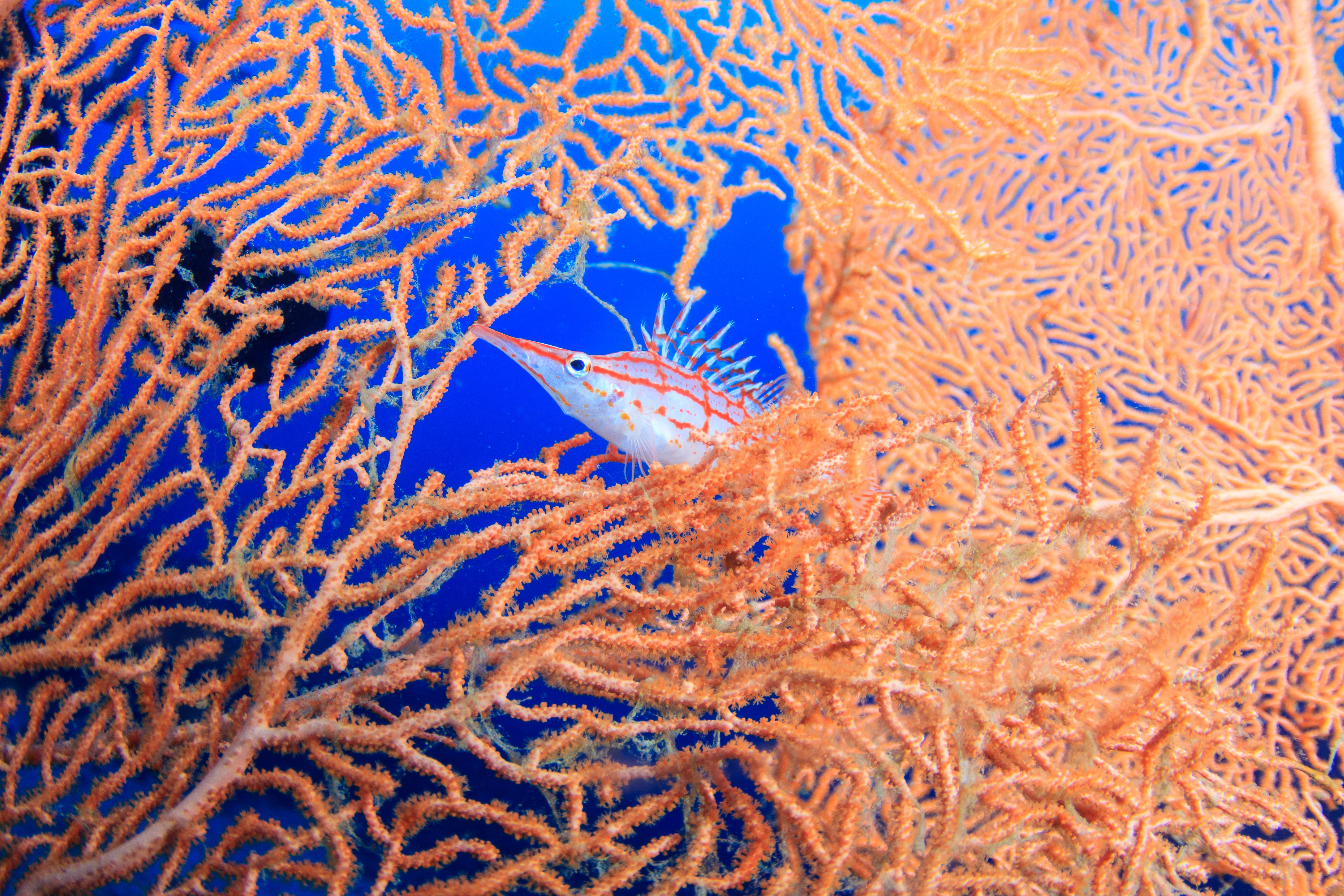 How to make your own spawning mop - Practical Fishkeeping