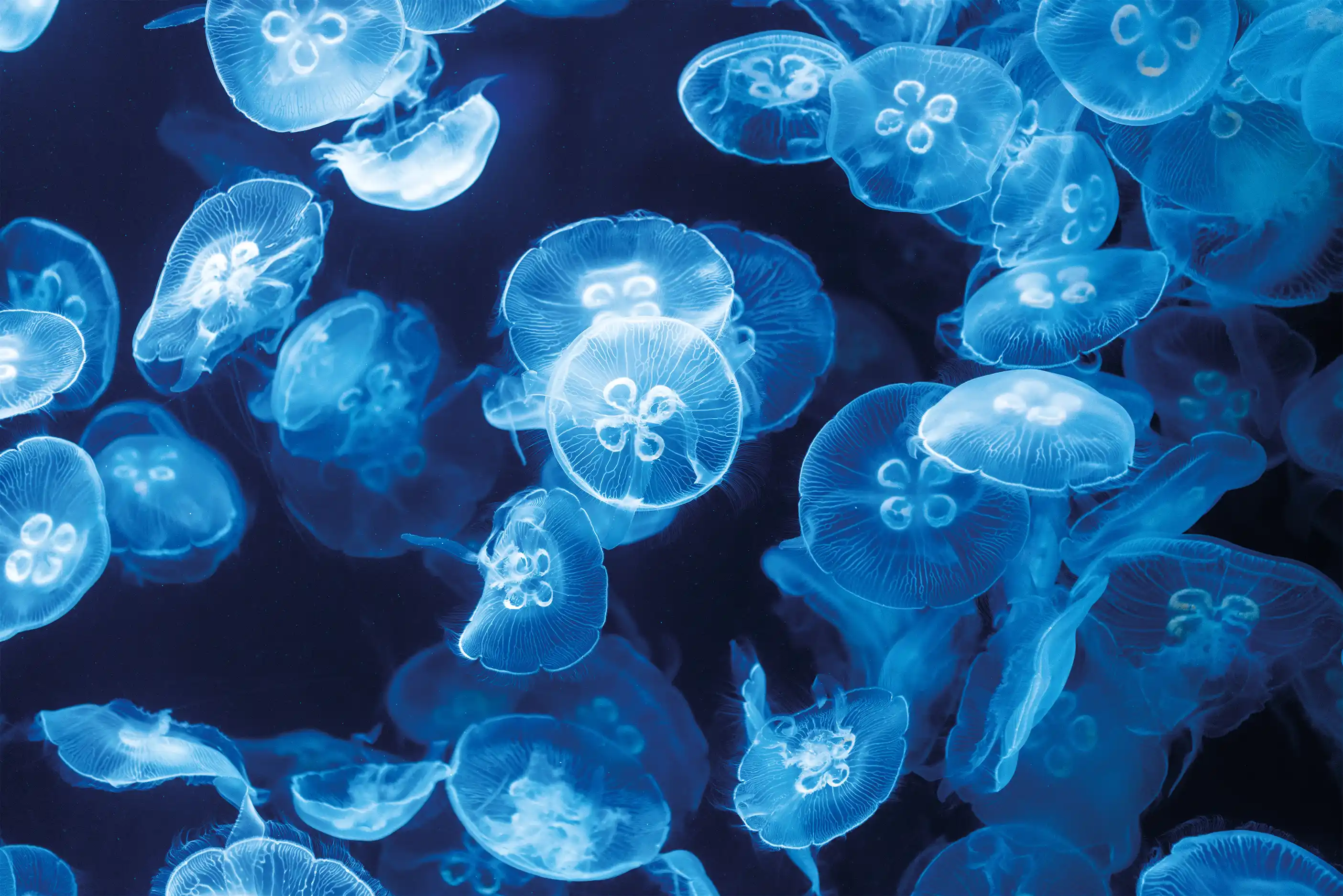 Eternal ocean drifters - a deep dive on Jellyfish - Practical Fishkeeping