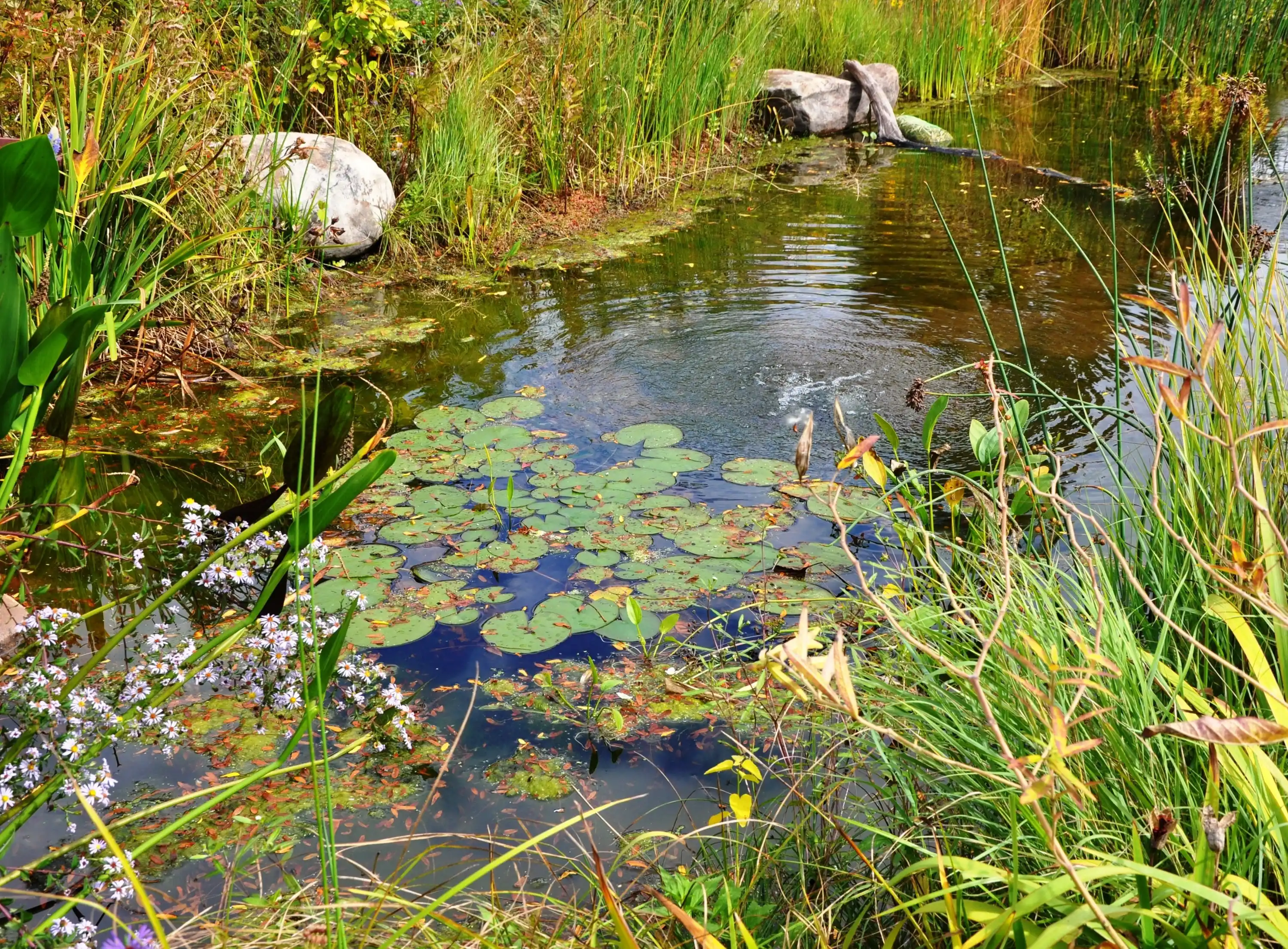 Nature ponds: plants, fish and water movement - Practical Fishkeeping