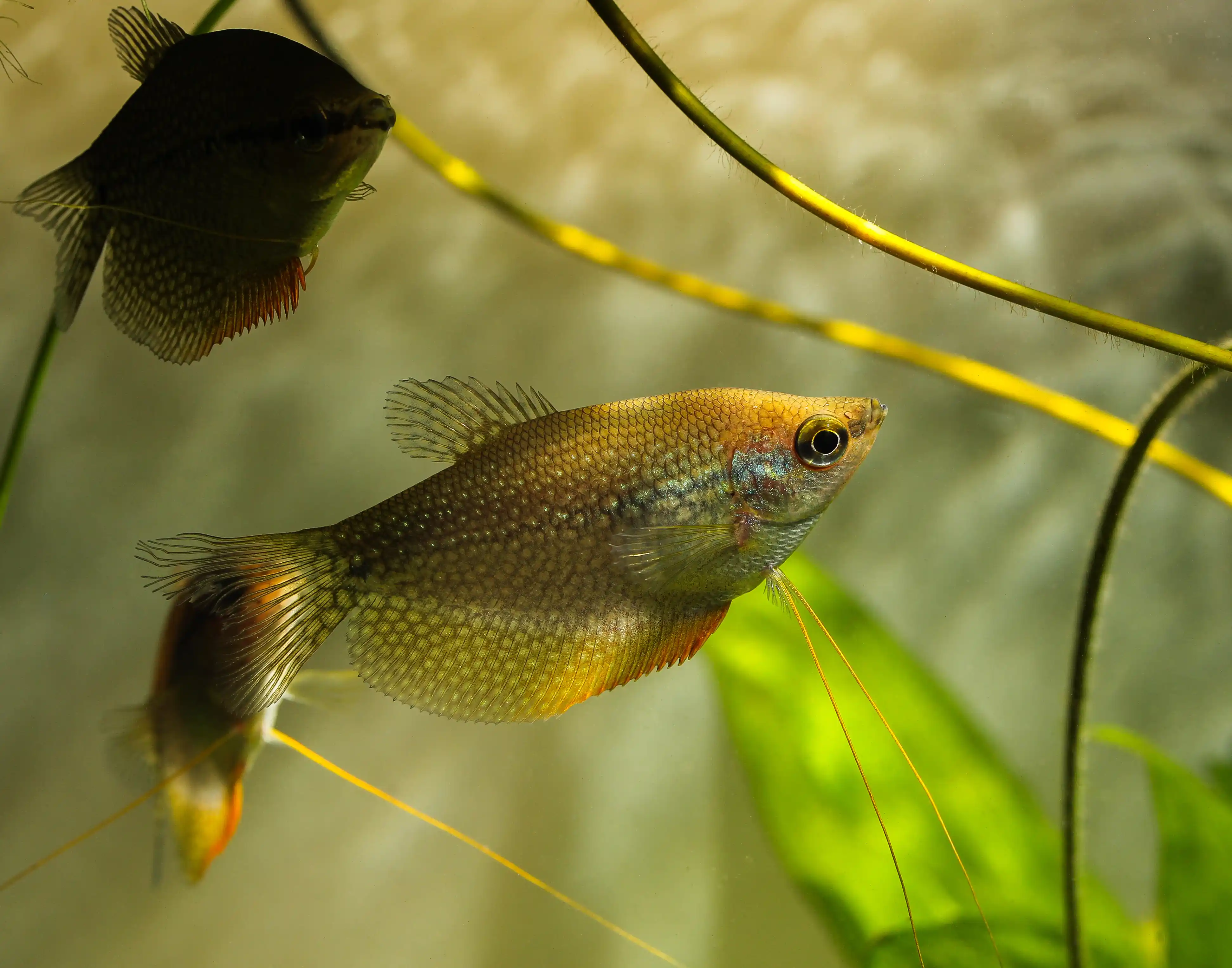 Are Pearl gourami good community fish? - Practical Fishkeeping