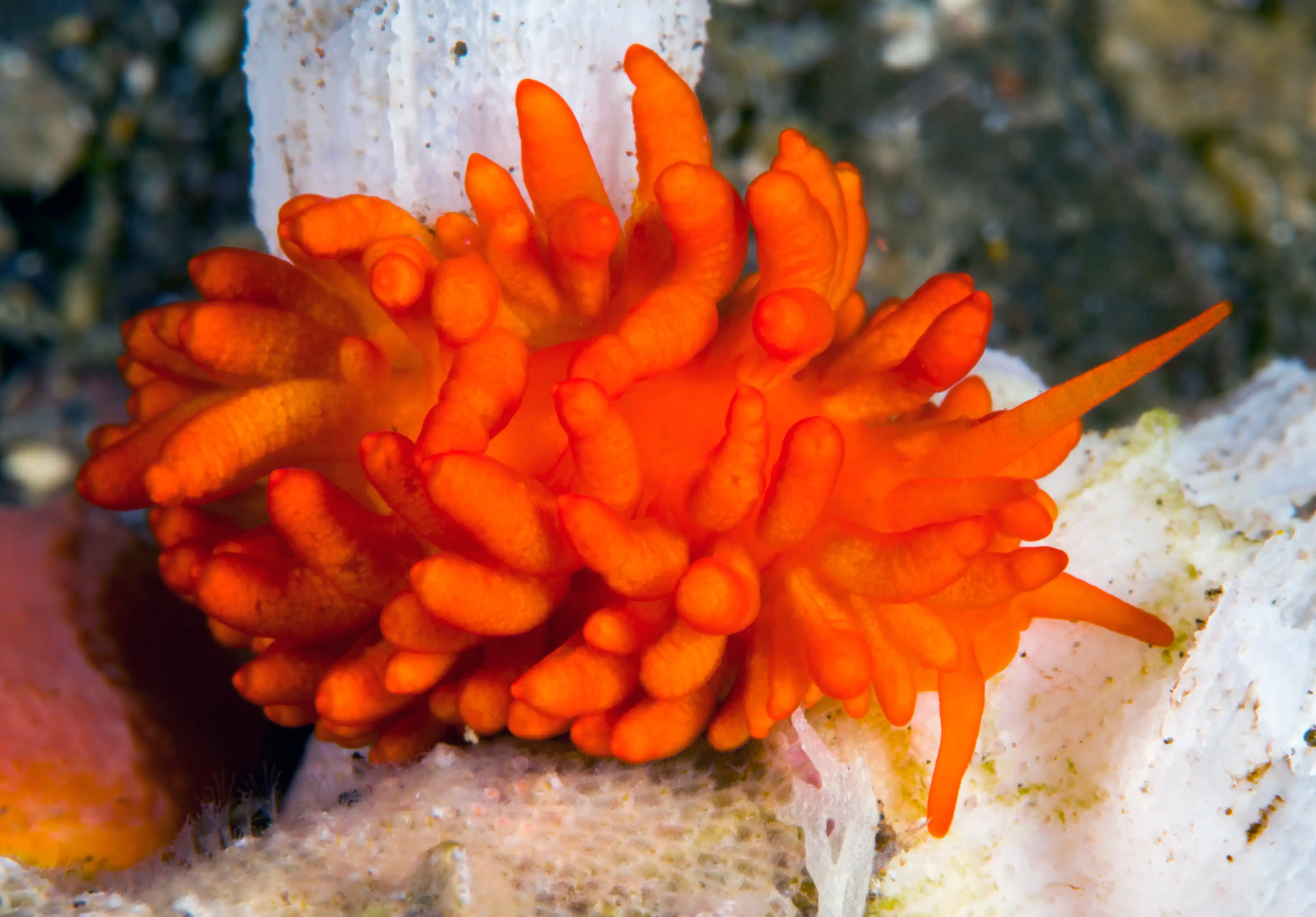 How do I eradicate these coral pests? - Practical Fishkeeping