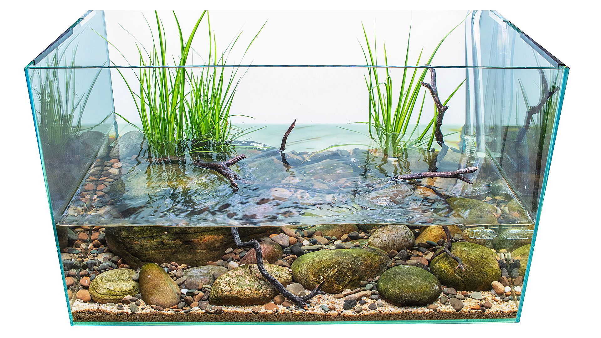 Are shallow biotope aquariums possible? - Practical Fishkeeping