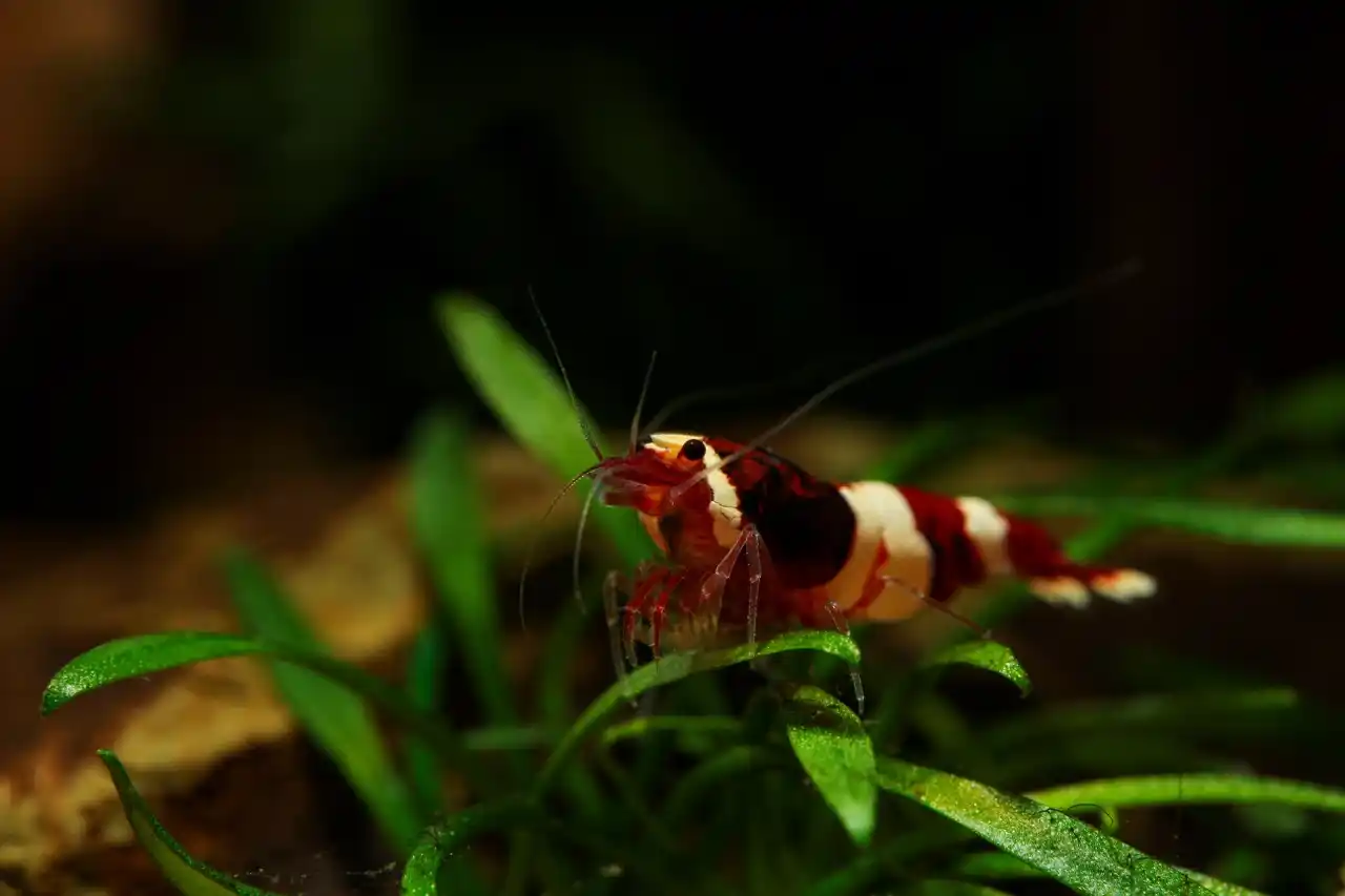 A guide to acclimatising your new fish or shrimp - Practical Fishkeeping