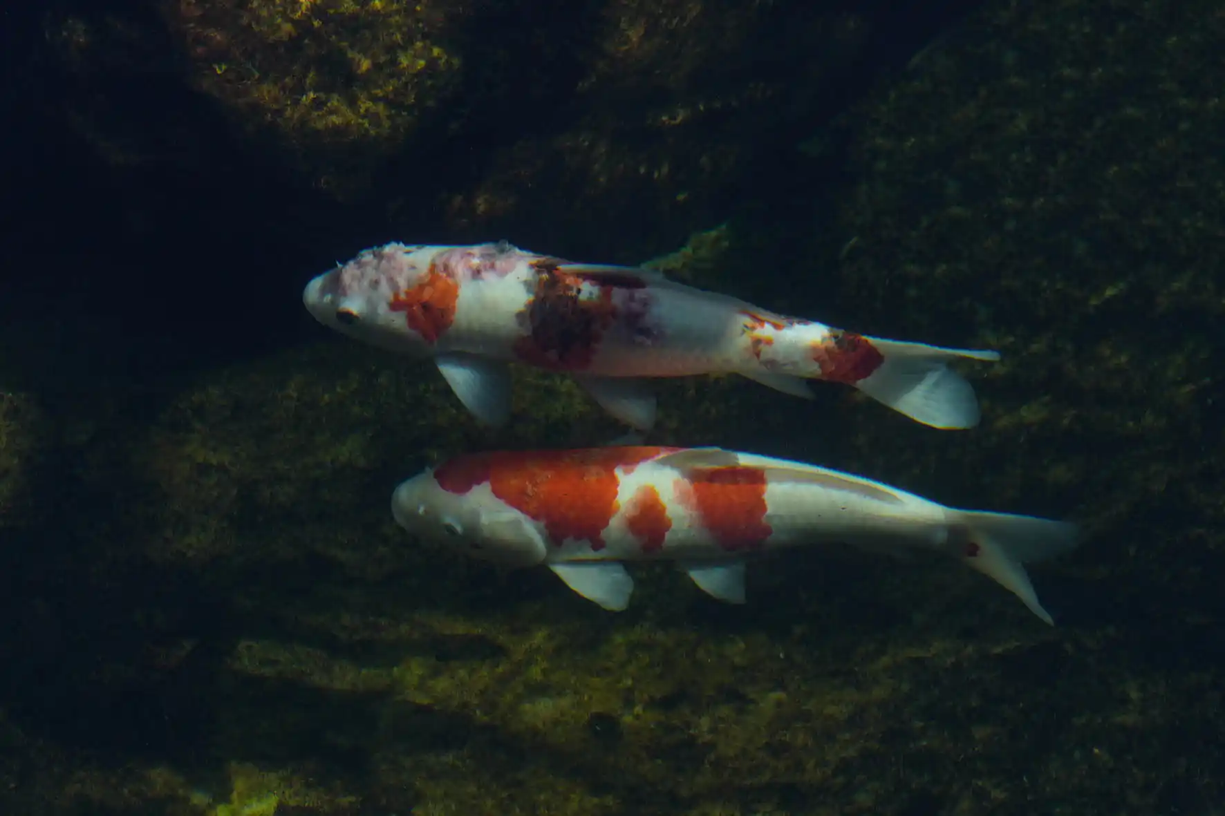 Identifying and treating common pond diseases - Practical Fishkeeping